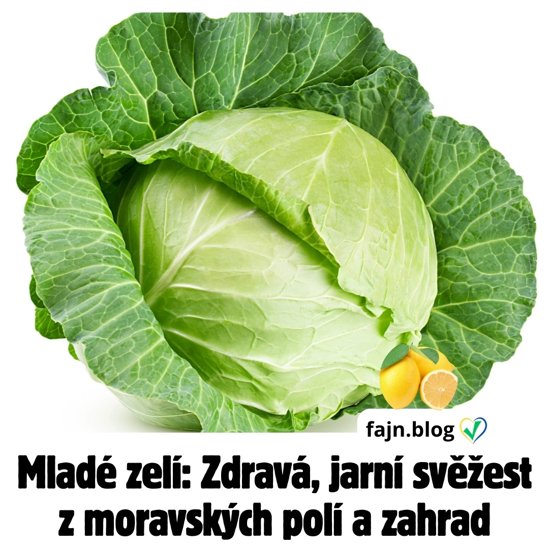 4. stránka – FAJN | BLOG